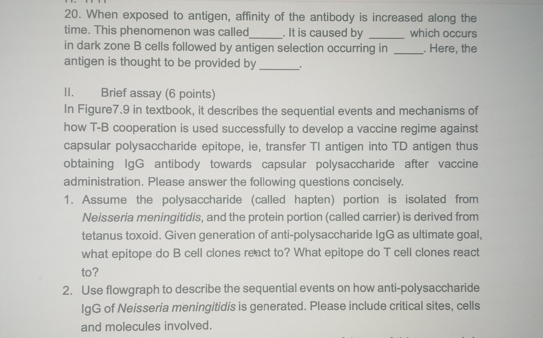 20. When exposed to antigen, affinity of the antibody | Chegg.com