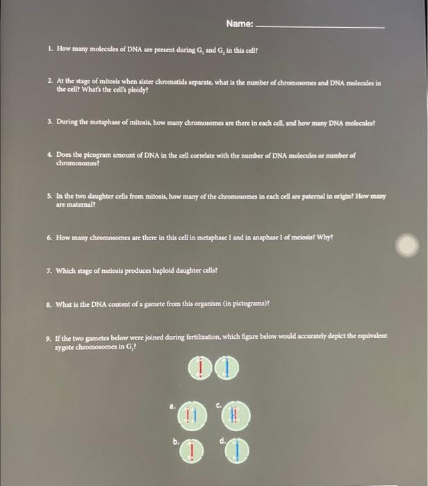 Solved 1. How many molecules of DNA are present during G1 | Chegg.com