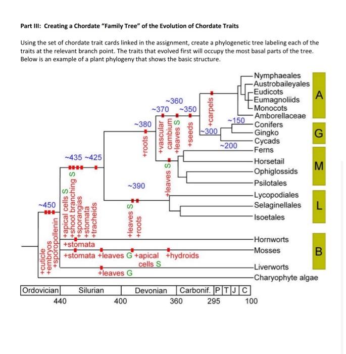 Solved Part III: Creating a Chordate "Family Tree" of the | Chegg.com