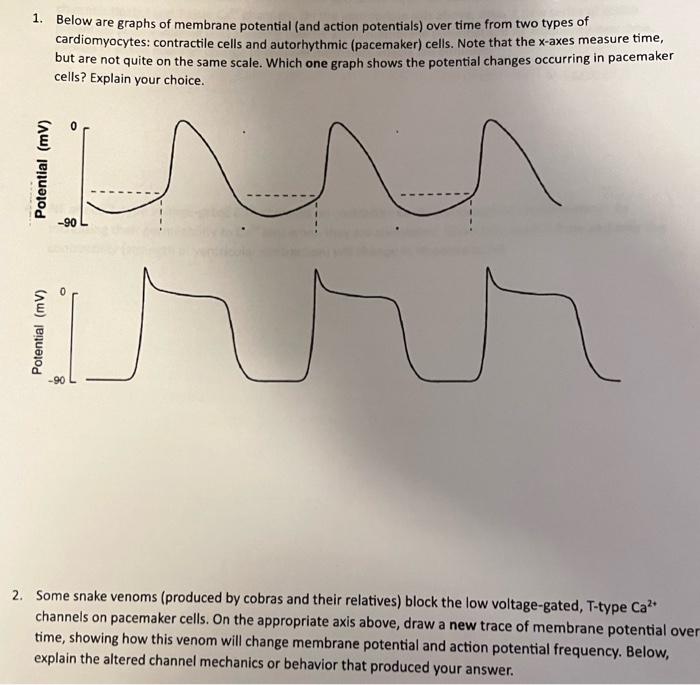 Solved 1. Below are graphs of membrane potential (and action | Chegg.com