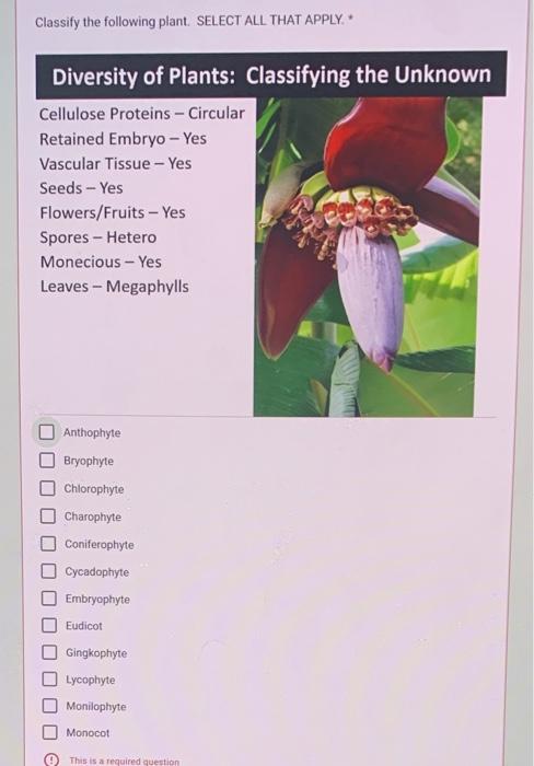Solved Classify the following plant. SELECT ALL THAT APPLY. | Chegg.com