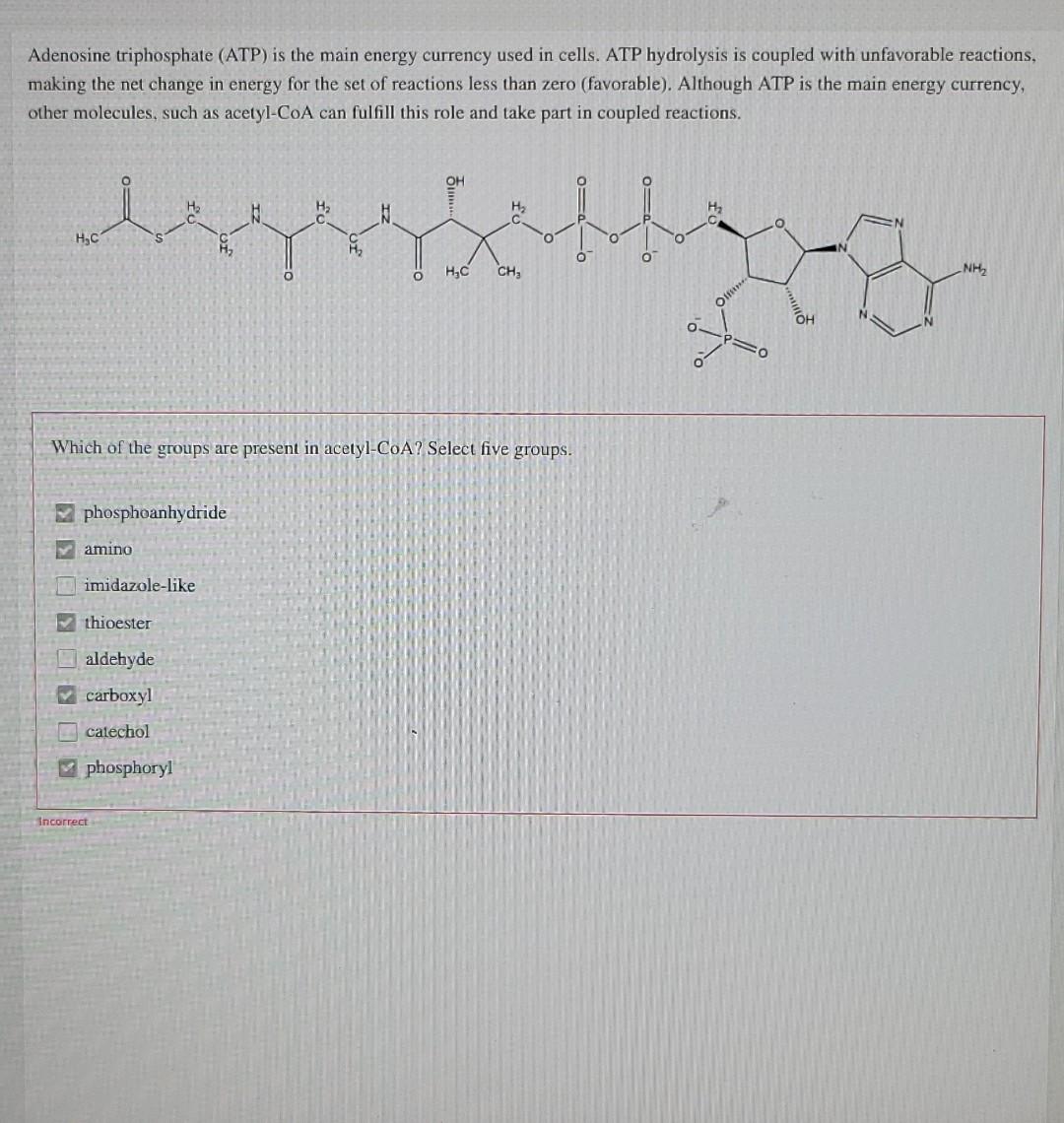 Solved Adenosine triphosphate (ATP) is the main energy | Chegg.com