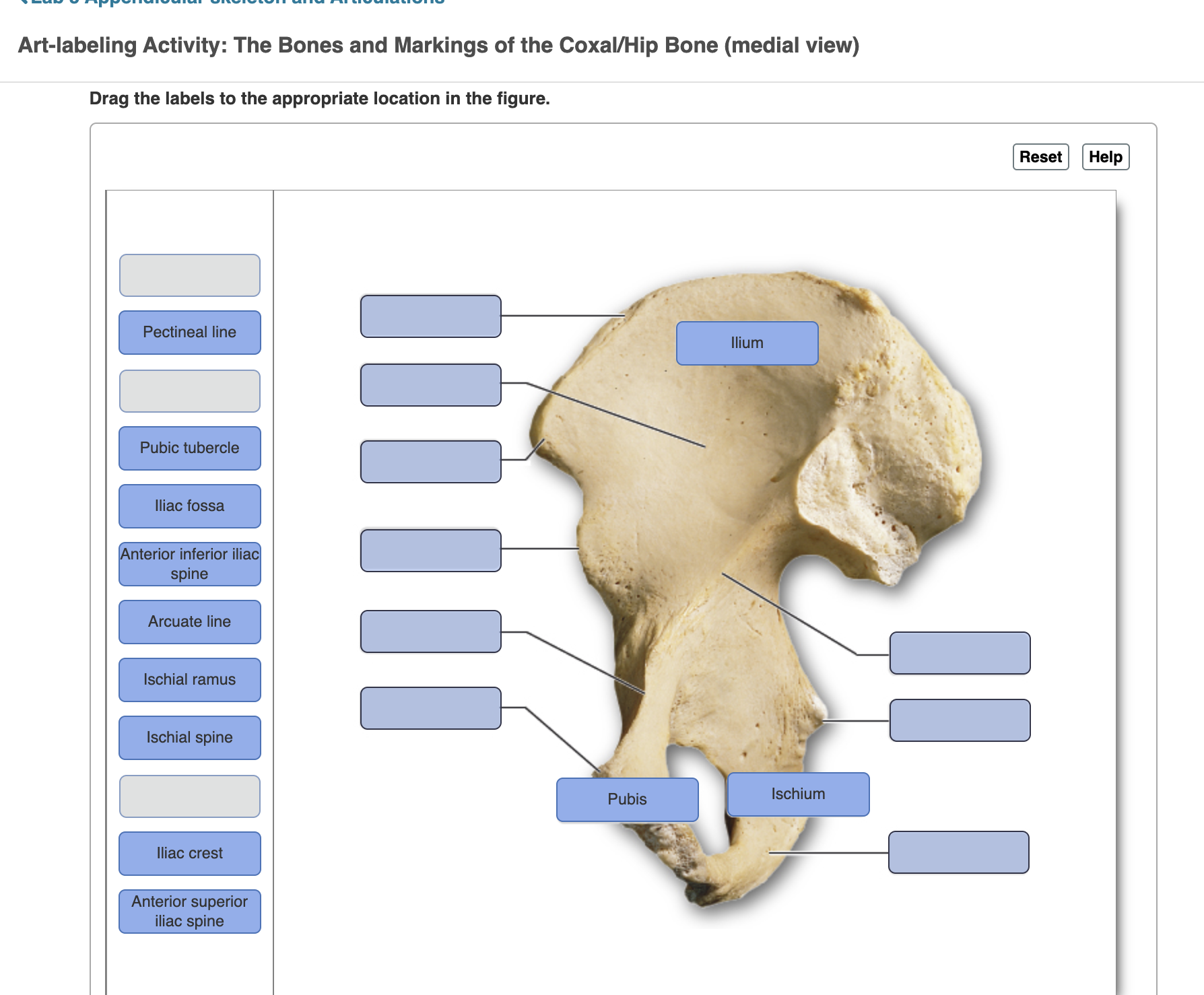 Solved Art-labeling Activity: The Bones and Markings of the | Chegg.com Solved Art-labeling Activity: The Bones and Markings of the | Chegg.com