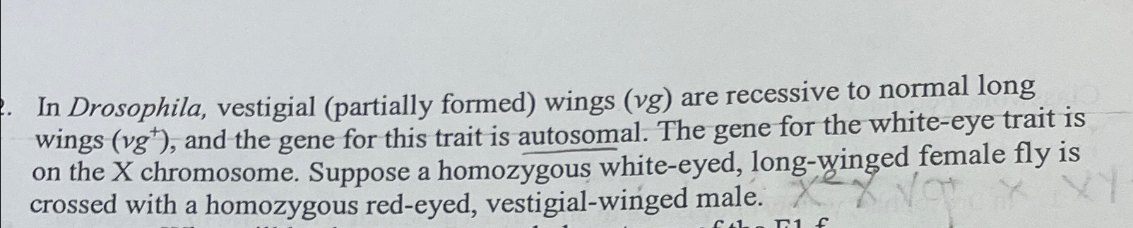 Solved In Drosophila, vestigial (partially formed) ﻿wings | Chegg.com
