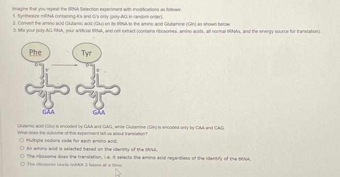 Solved Imagne that you repeat the tRNA Selection experiment | Chegg.com