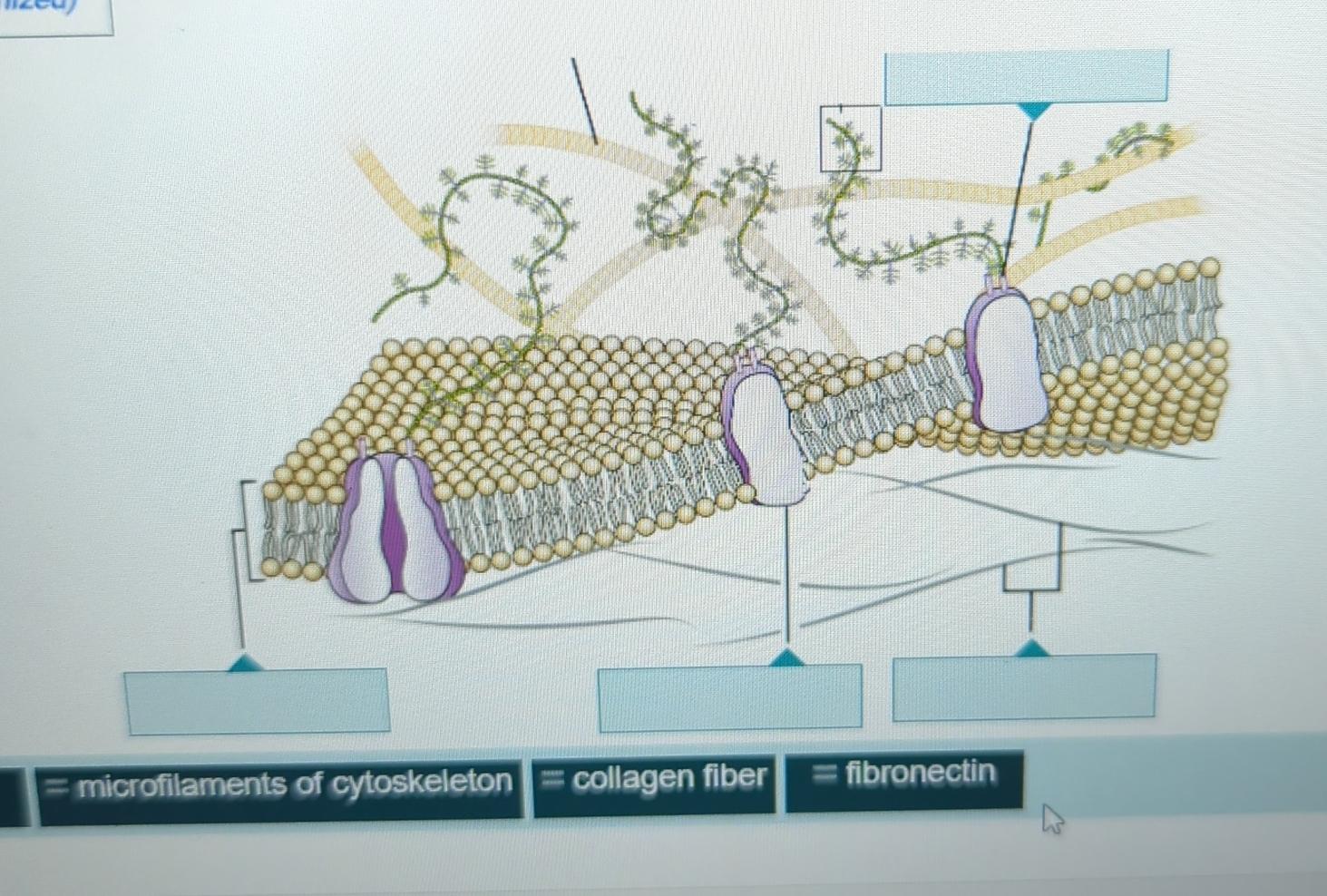 Solved F microfilaments of cytoskeletoncollagen fiber= | Chegg.com