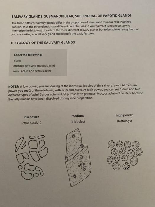 Solved SOS. DOO HISTOLOGY OF THE LIVER Look at the Liver | Chegg.com