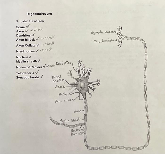 Solved Oligodendrocytes 5. Label the neuron: Soma Axon ∨→ | Chegg.com