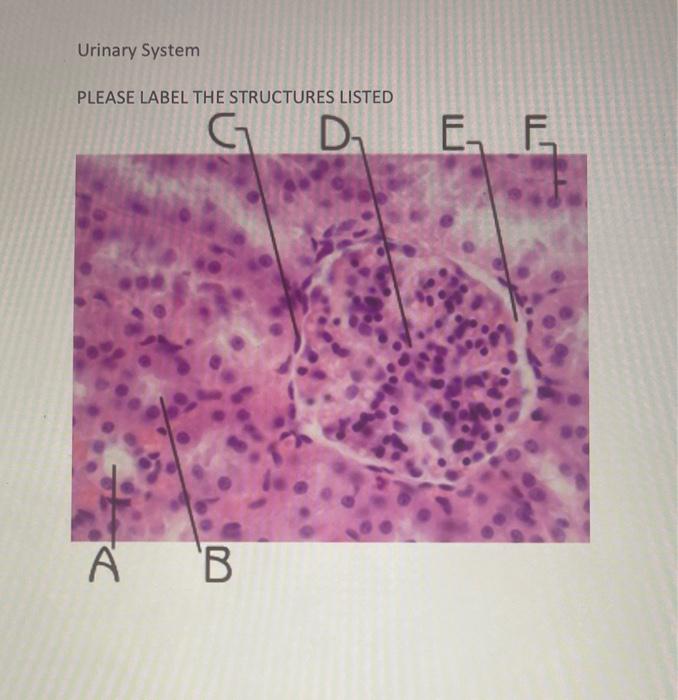 Solved Urinary System | Chegg.com