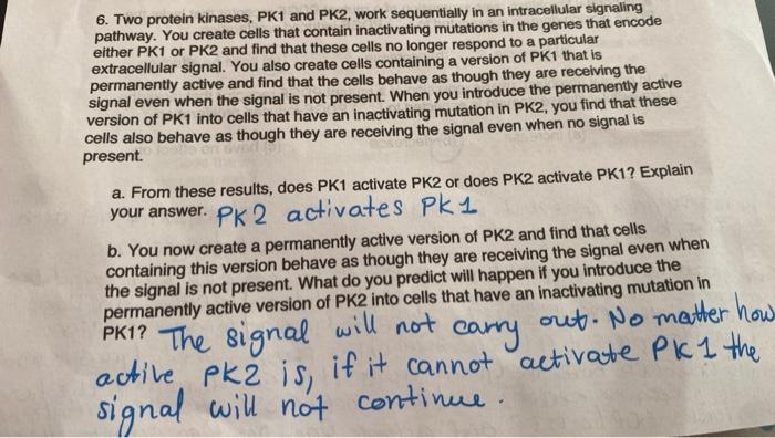 Solved 6. Two protein kinases, PK1 and PK2, work | Chegg.com