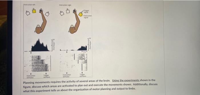 Planning movements requires the activity of several | Chegg.com