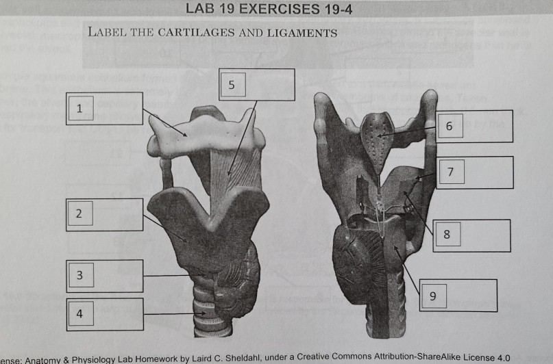 Solved LAB 19 EXERCISES 19-4 LABEL THE CARTILAGES AND | Chegg.com