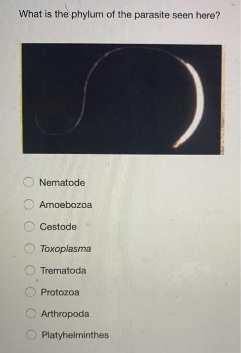 Solved What is the phylum of the parasite seen here? | Chegg.com