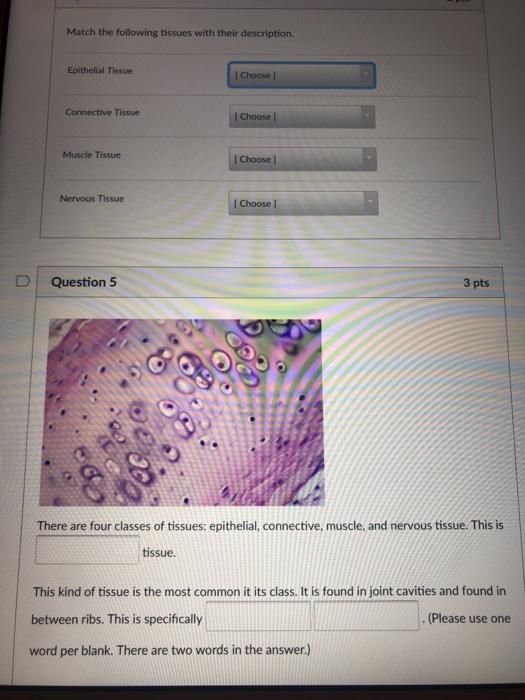 Solved Match the following tissues with their description. | Chegg.com