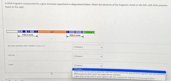 Solved A DNA fragment constructed for a gene knockout | Chegg.com
