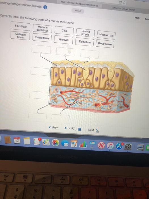Solved Correctly Label The Following Parts Of A Mucus, 54% OFF