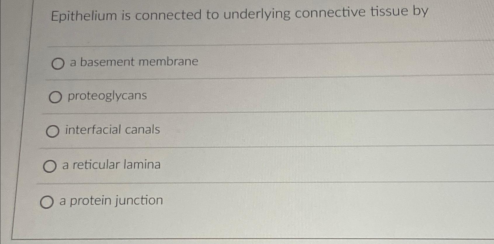 Solved Epithelium is connected to underlying connective | Chegg.com