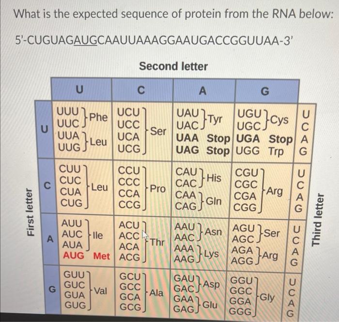 Solved What is the expected sequence of protein from the RNA | Chegg.com
