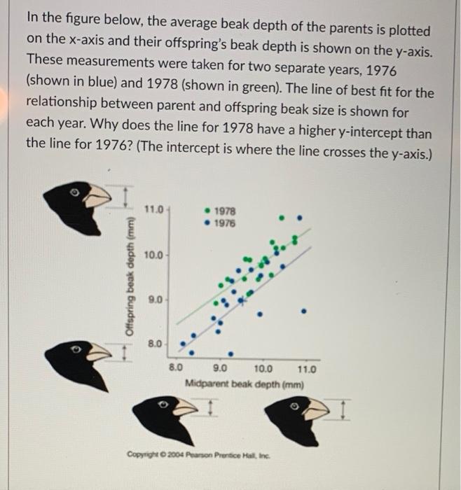 Solved In the figure below, the average beak depth of the | Chegg.com