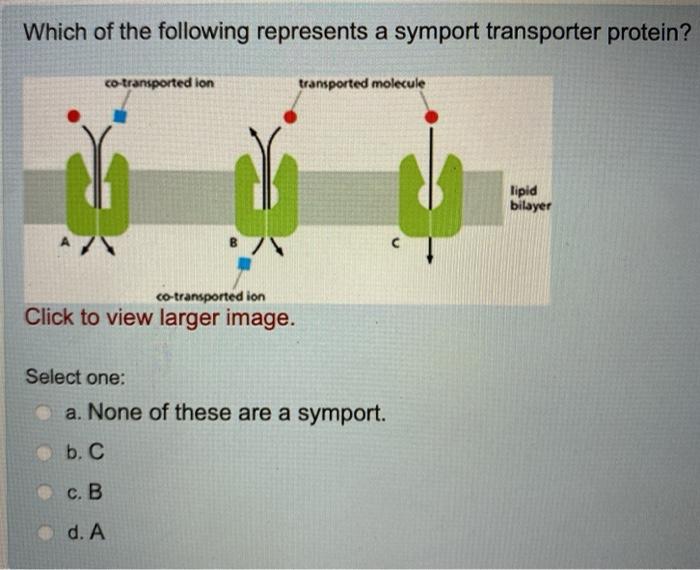 Solved Which of the following represents a symport | Chegg.com