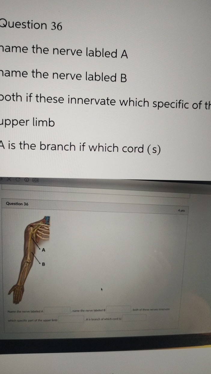 Solved Question 36name the nerve labled Aname the nerve | Chegg.com