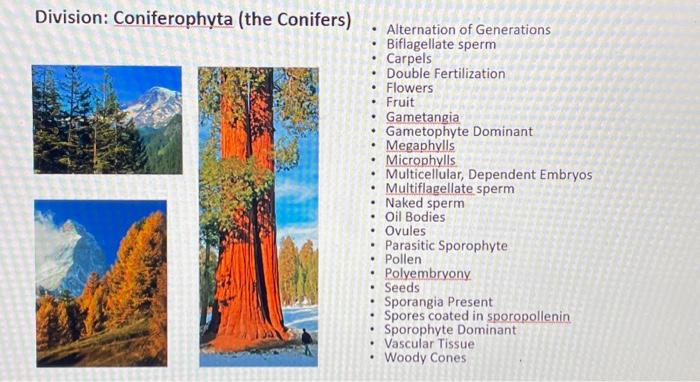 Solved Division: Coniferophyta (the Conifers) - Alternation | Chegg.com