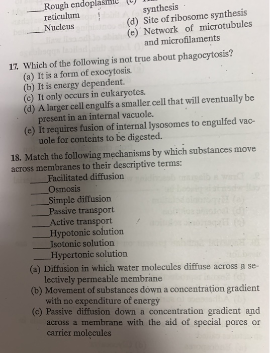 Solved Rough endoplasmic reticulum synthesis Nucleus (d) | Chegg.com
