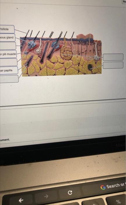 Solved label the structure of the integument | Chegg.com