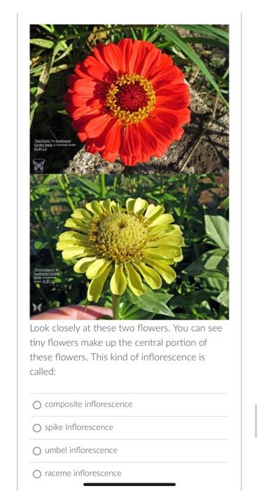 Solved Look closely at these two flowers. You can see tiny | Chegg.com