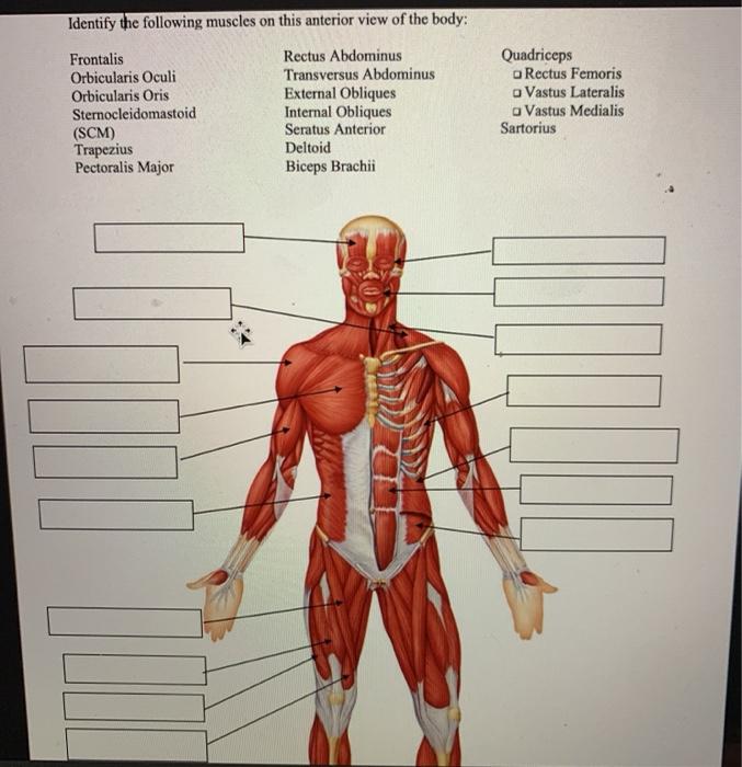 Solved Identify the following muscles on this anterior view | Chegg.com