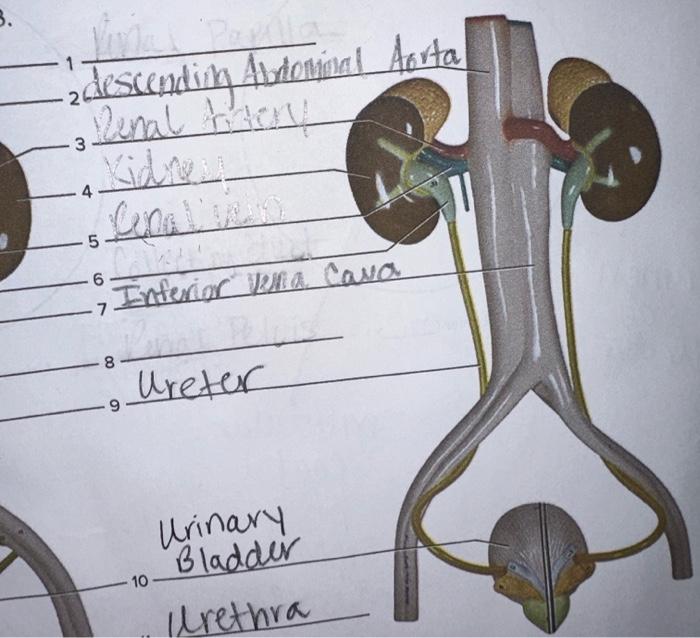 Solved label the major organs associated major blood vessels | Chegg.com