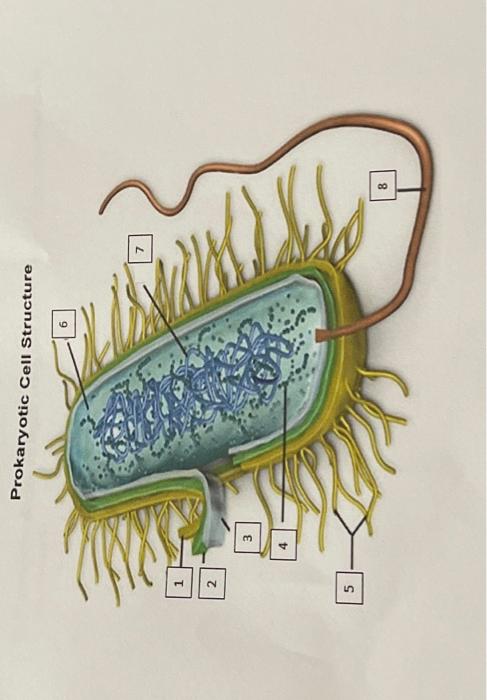 Solved Prokaryotic Cell Structure | Chegg.com