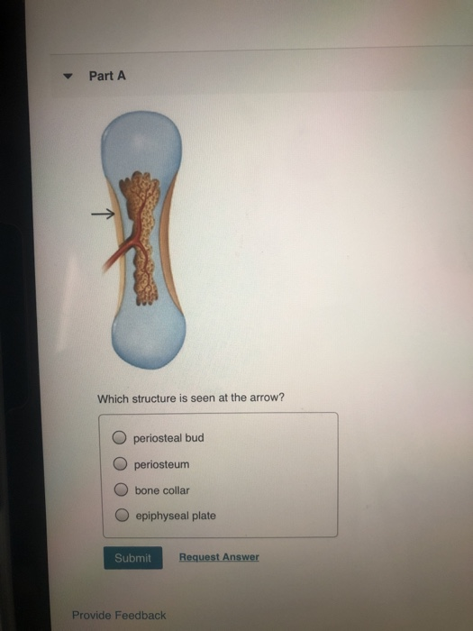 Solved Part A Which bone-forming process is shown in the | Chegg.com