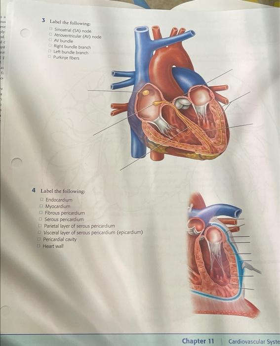 Solved ve 3 Label the following: Sinoatrial (SA) node | Chegg.com
