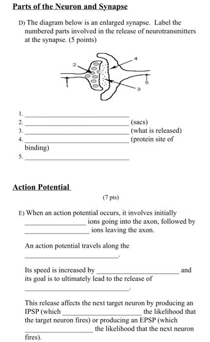 Solved Parts of the Neuron and Synapse D) The diagram below | Chegg.com