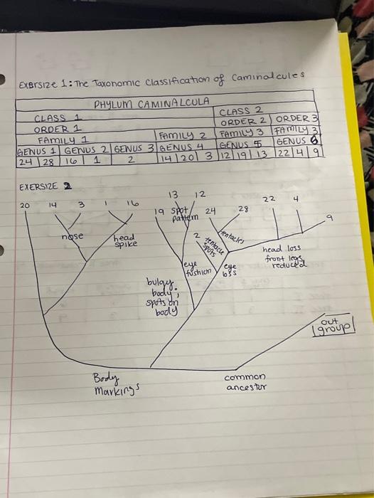 Exercise 4. Fossil Reconstruction of Caminalcules | Chegg.com