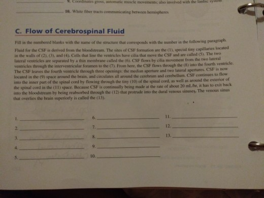 Solved 328 EXERCISE 20 BRAIN STRUCTURE AND FUNCTION B. | Chegg.com