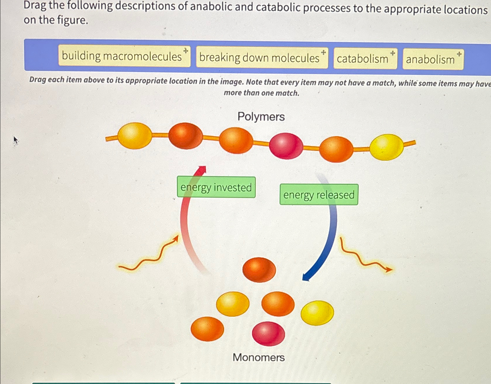 Solved Drag the following descriptions of anabolic and | Chegg.com
