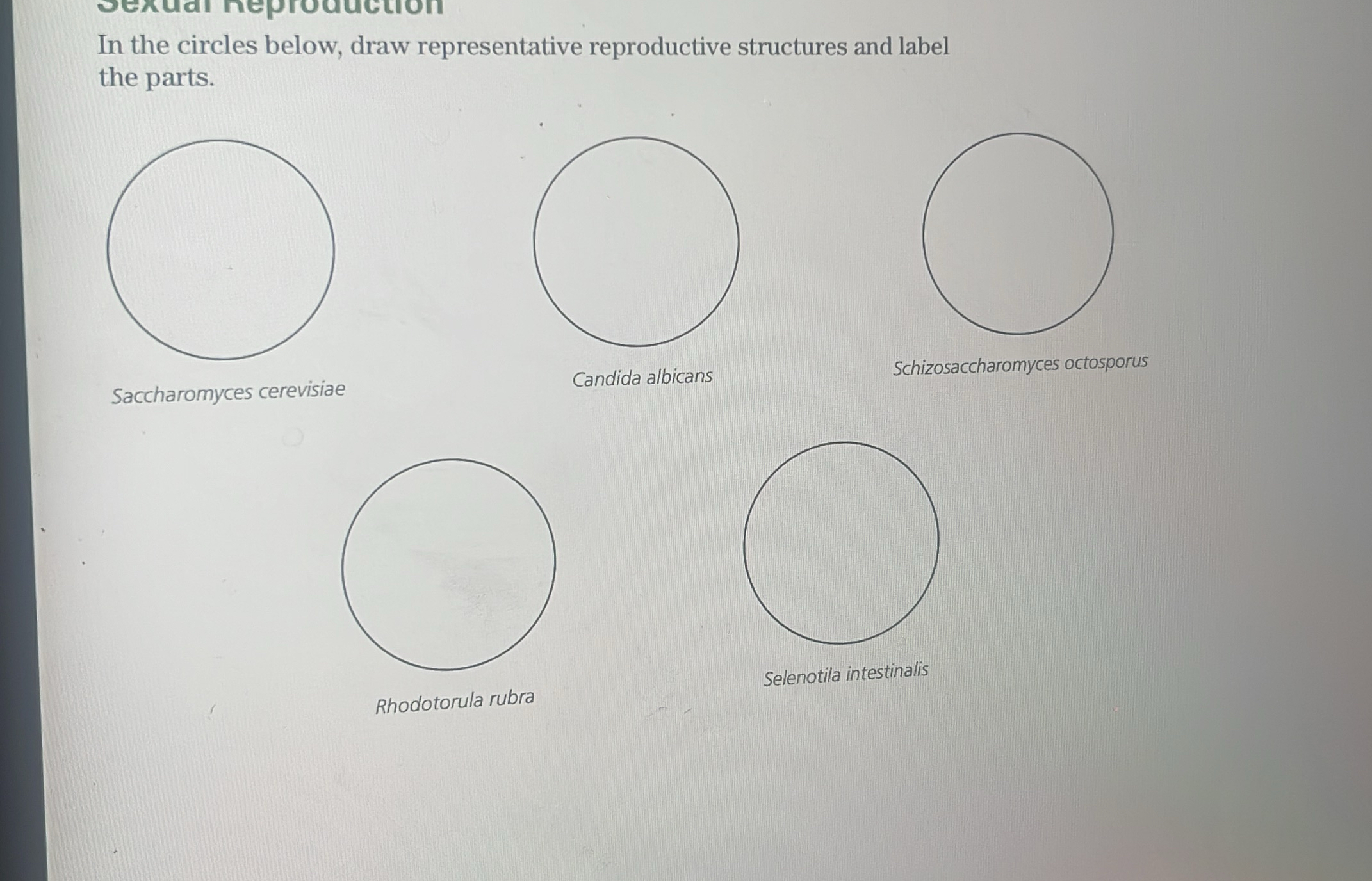 In the circles below, draw representative | Chegg.com