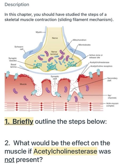 Steps Of Muscle Contraction Diagram