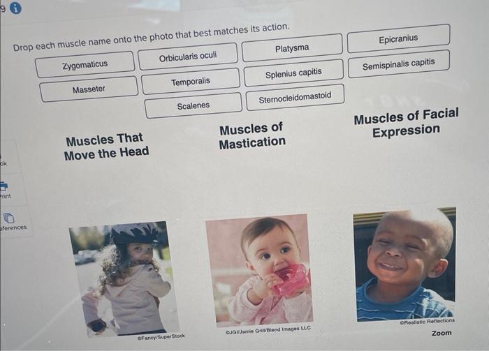 Solved Drop each muscle name onto the photo that best | Chegg.com