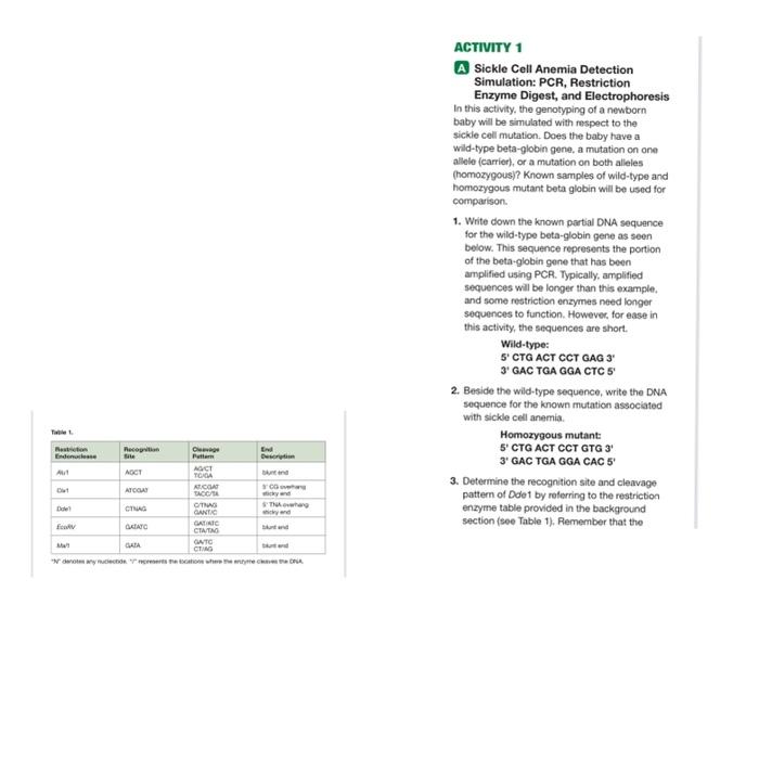 Solved A Sickle Cell Anemia Detection Simulation: PCR, | Chegg.com