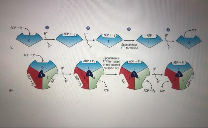 Solved 5. Illustrate the steps in ATP synthesis according to | Chegg.com