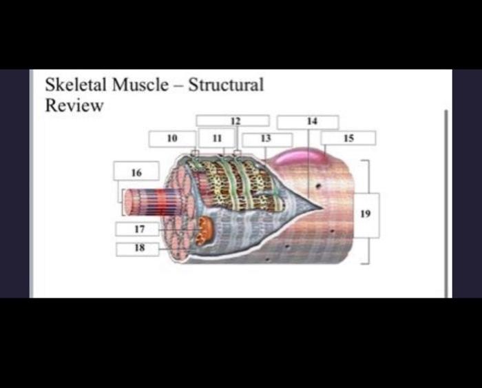 Skeletal Muscle - Structural Review | Chegg.com