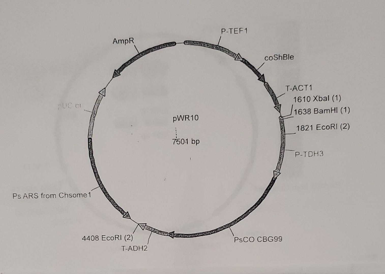 Solved 1. (4 pts) From the plasmid maps provided for | Chegg.com