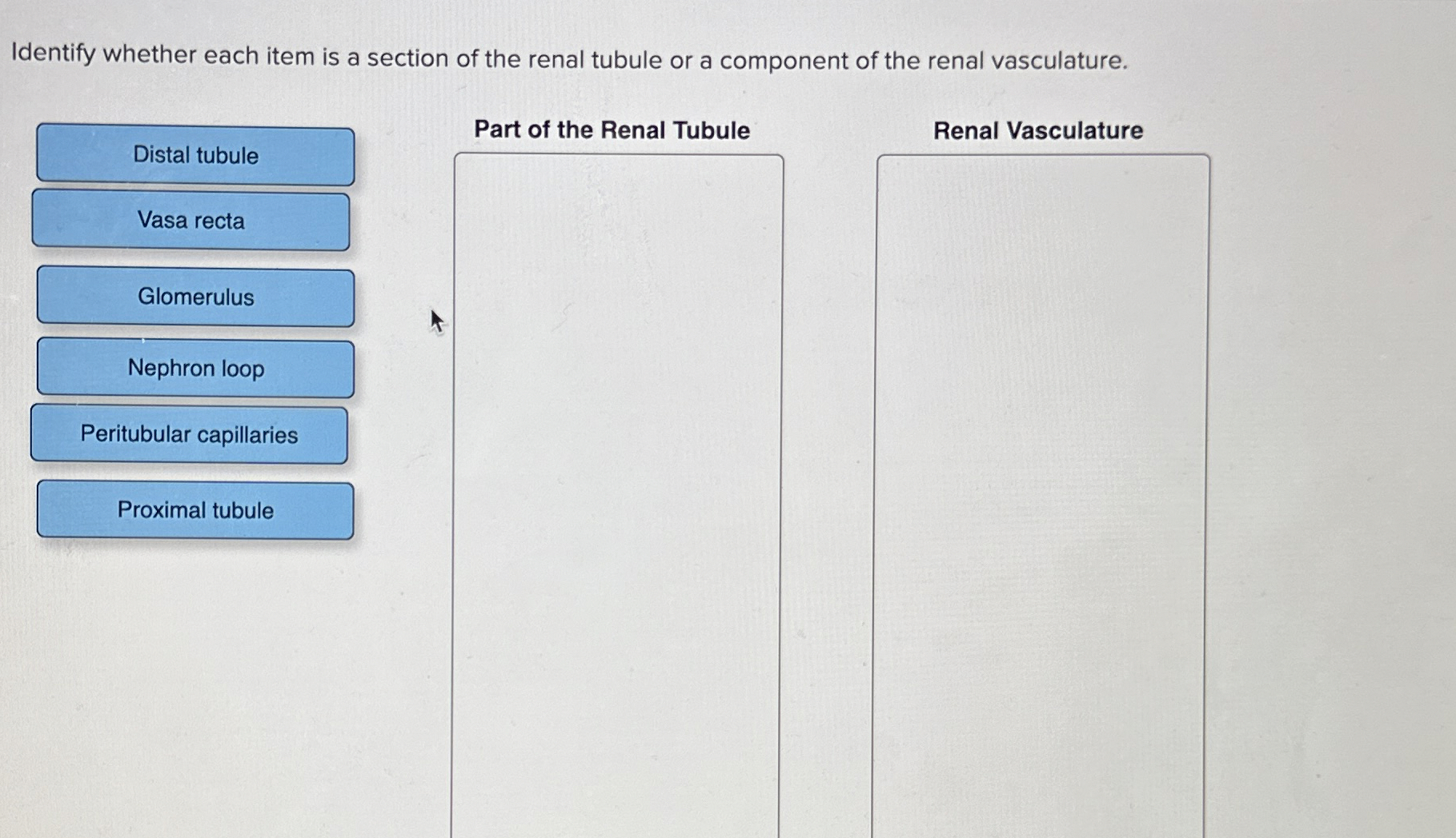 Solved Identify whether each item is a section of the renal | Chegg.com
