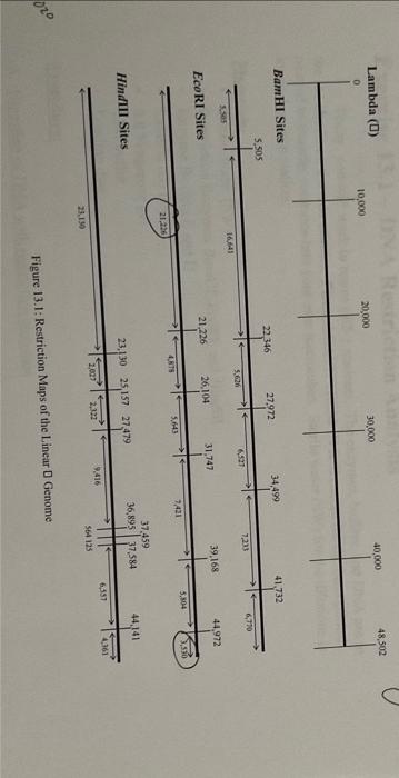 create a standard curve of DNA fragment size in base | Chegg.com