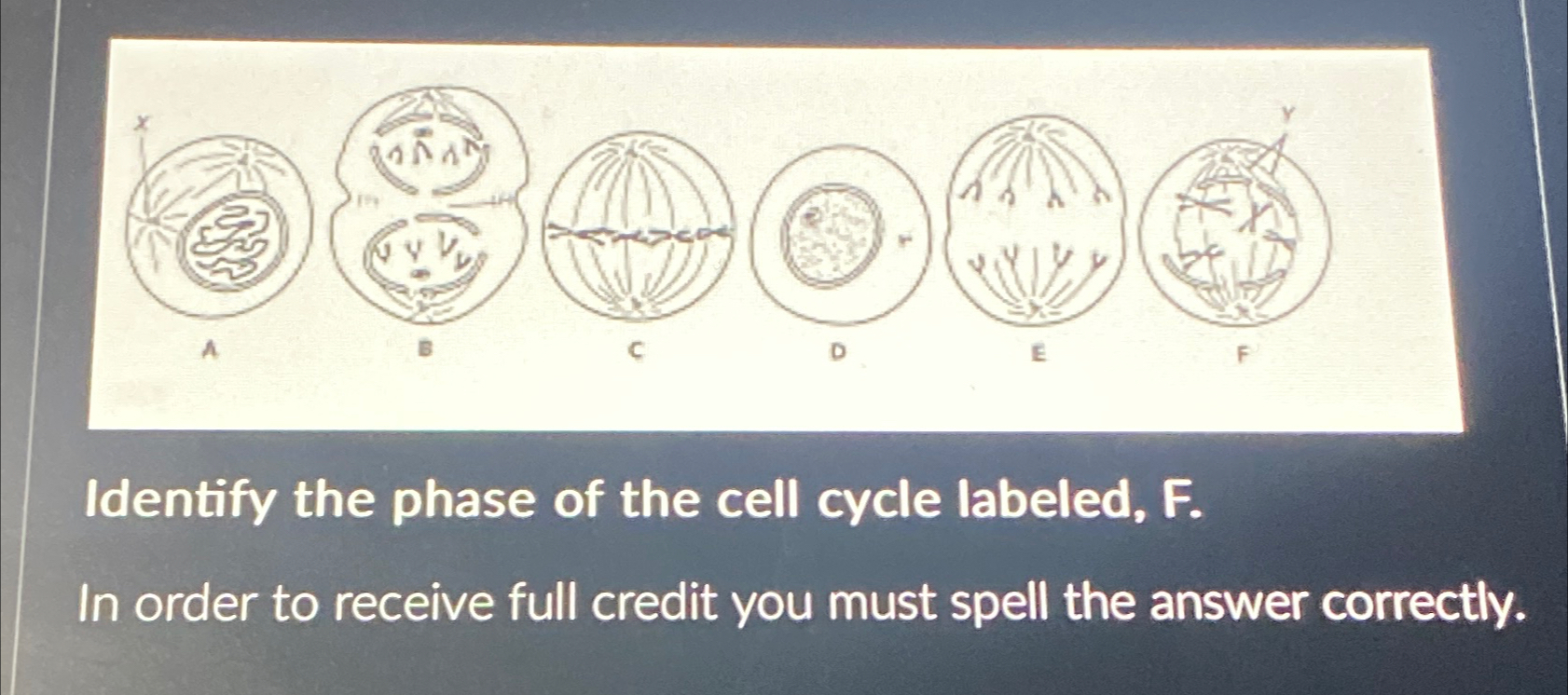 Solved Identify the phase of the cell cycle labeled, F.In | Chegg.com
