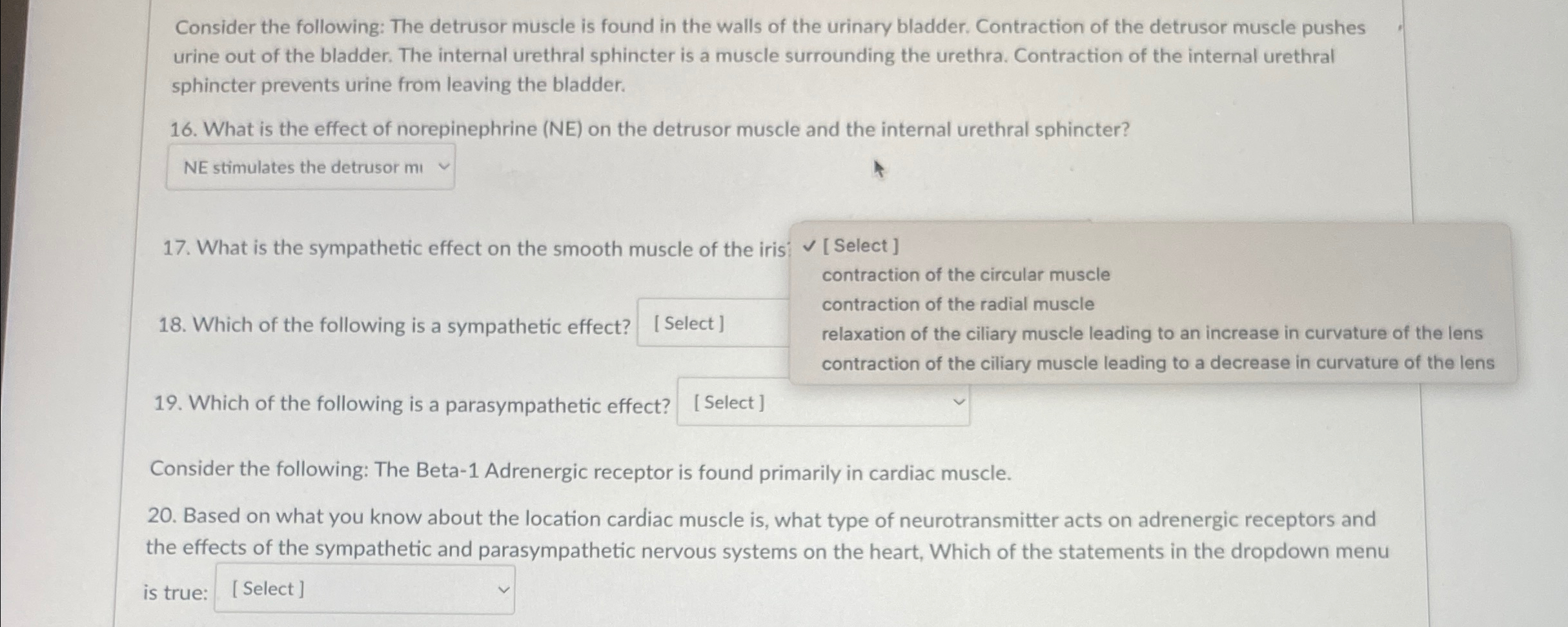 Solved Consider the following: The detrusor muscle is found | Chegg.com