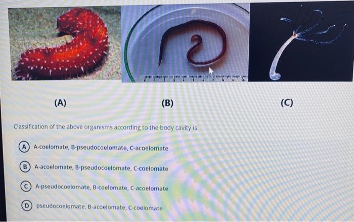 Solved (A) (B) (C) Classification of the above organisms | Chegg.com